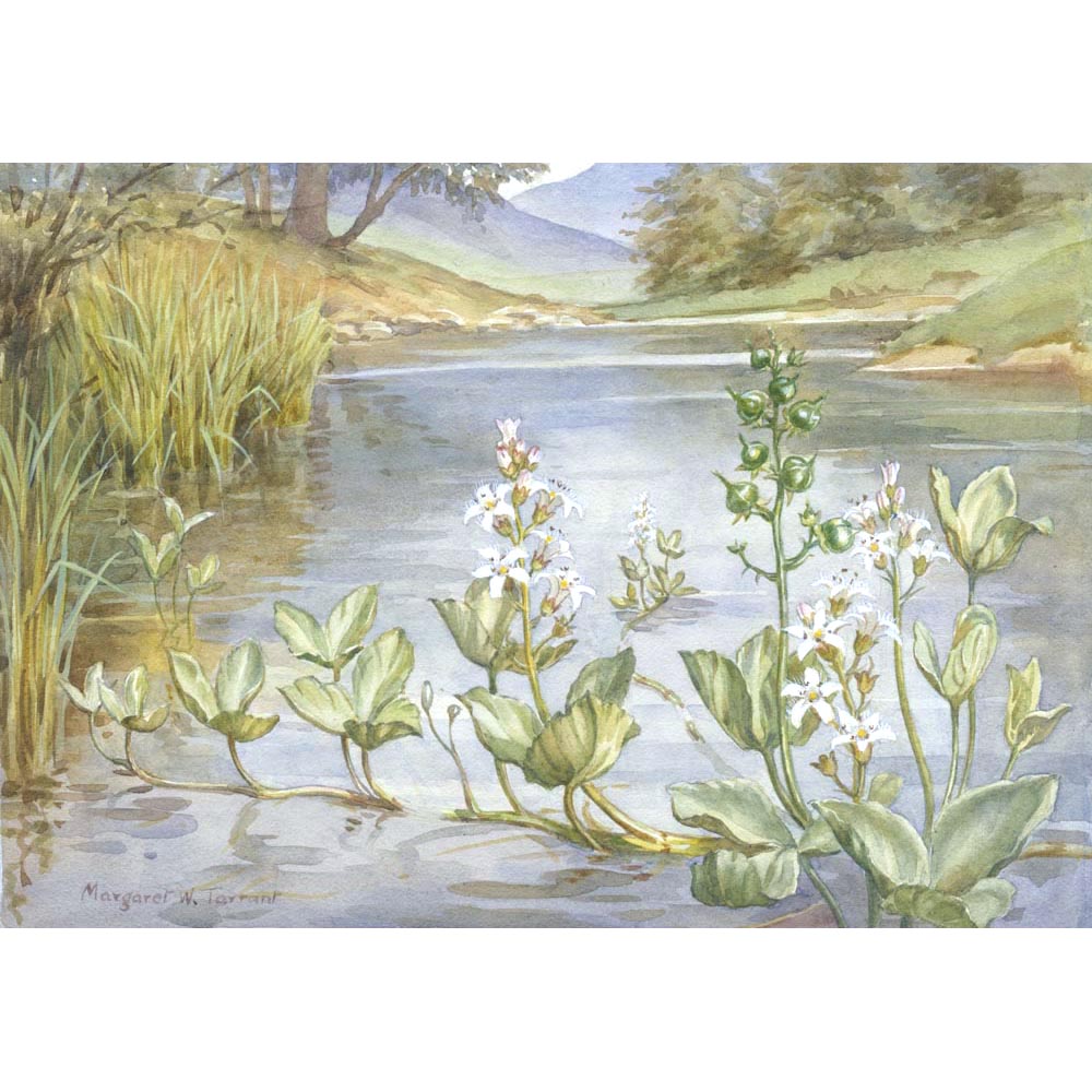 Marsh Trefoil by Margaret Winifred Tarrant