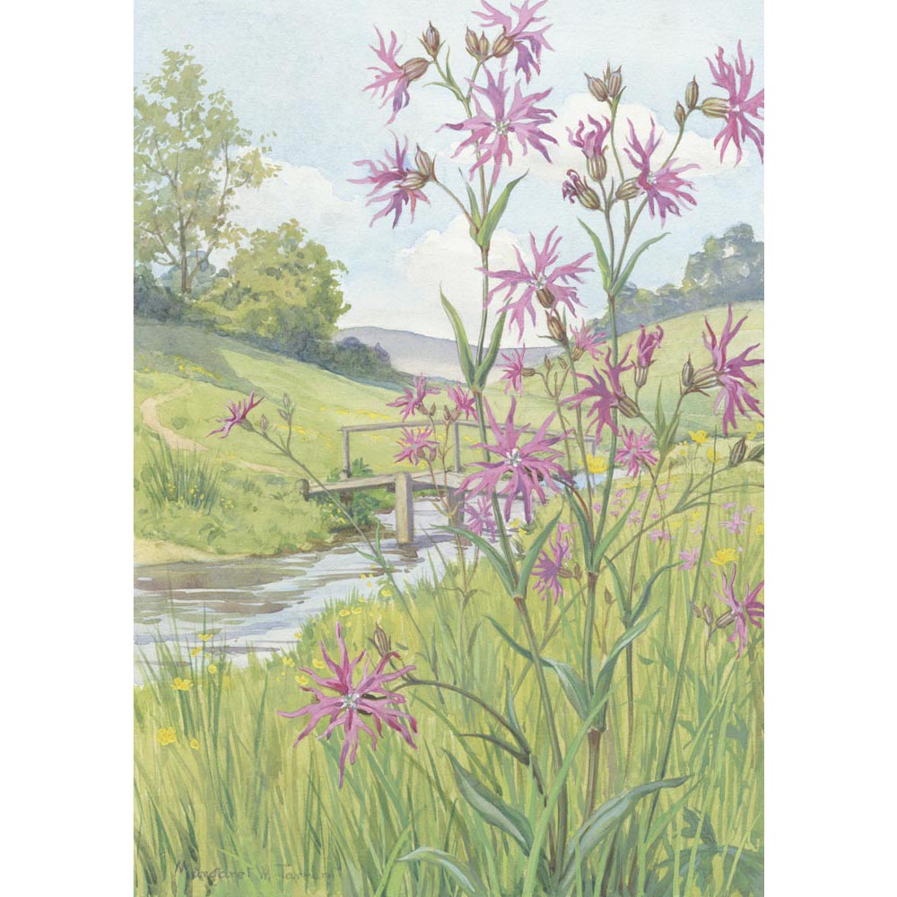 Ragged Robin by Margaret Winifred Tarrant